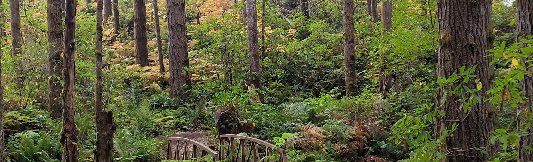 Belfair Staging to Tahuya River Trail OHV Loop: 26 Reviews, Map ...