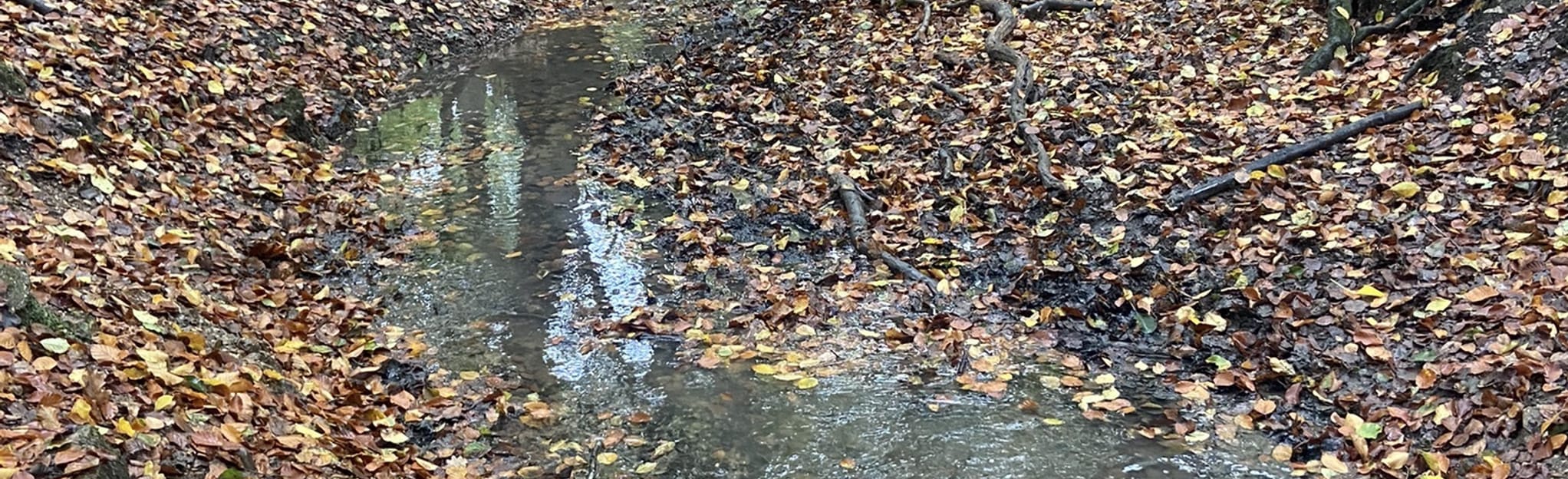 Burnham Beeches Circular: 42 foto's - Berkshire, Engeland | AllTrails