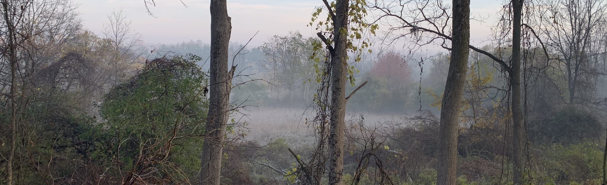 McMaster Forest - Monarch Trail - Bruce Trail - Ontario, Canada | AllTrails
