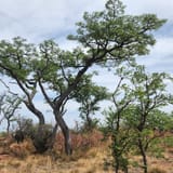 Muningi Gorge, Gauteng, South Africa - 106 Reviews, Map | AllTrails