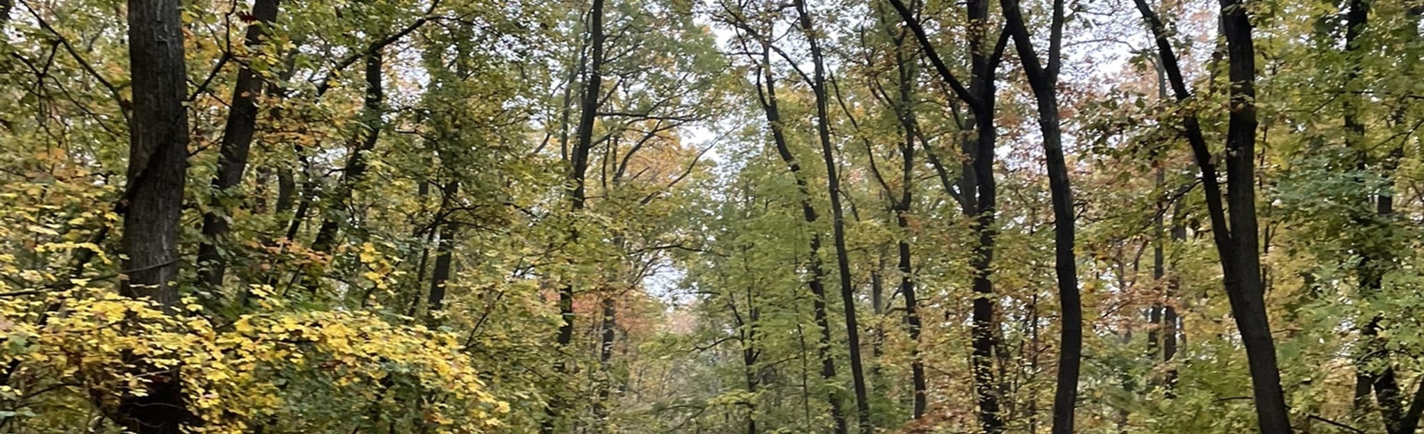 Budakeszi - János Hill - Zugliget, Pest, Hungary - Map, Guide | AllTrails