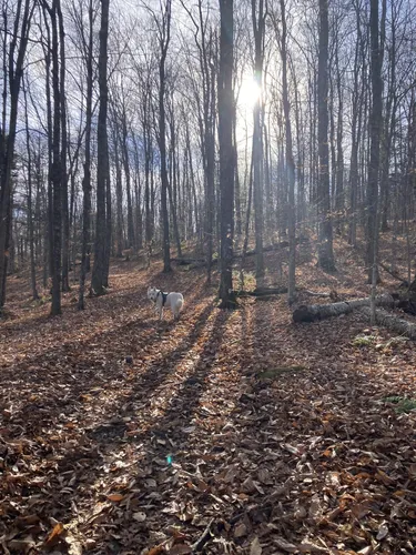 2023 Best Trails, Walks, and Paths in Abercorn | AllTrails