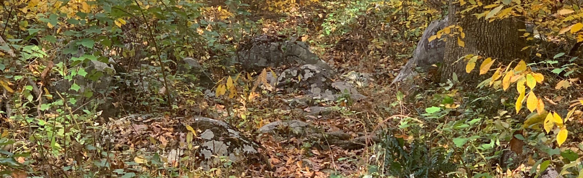 Ringing Rocks Trail, Pennsylvania - 32 Reviews, Map | AllTrails