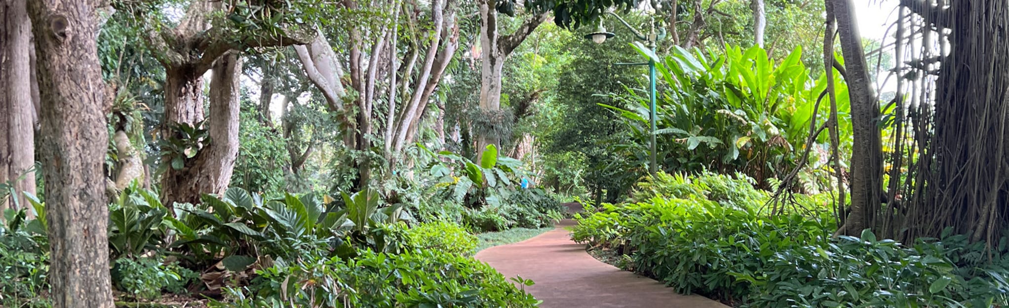 Wahiawa Botanical Garden Loop: 295 Reviews, Map - Oahu, Hawaii | AllTrails Wahiawa Botanical Garden Loop: 295 Reviews, Map - Oahu, Hawaii | AllTrails