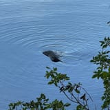 Squantz Pond Trail, Connecticut - 443 Reviews, Map | AllTrails