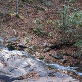 Mathews Arm Overall Run Trail, Virginia - 242 Reviews, Map | AllTrails