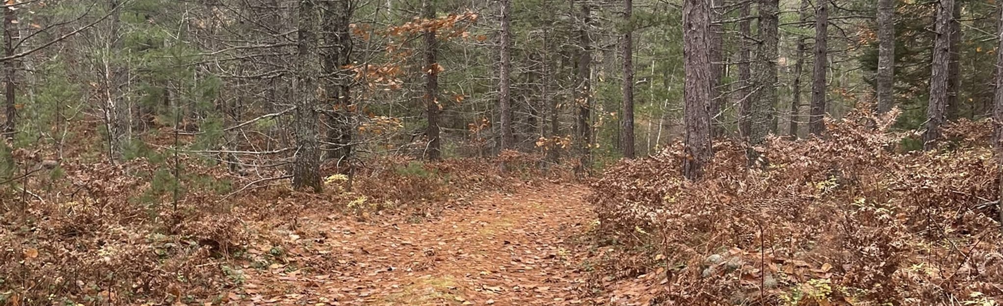 Paradise Pathway: South M-123 Loop, Michigan - 22 Reviews, Map | AllTrails