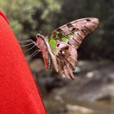 Gunung Rajah, Pahang, Malaysia - 17 Reviews, Map | AllTrails