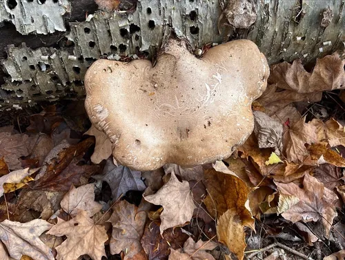 Best Hikes and Trails in Adams Nature Reserve | AllTrails