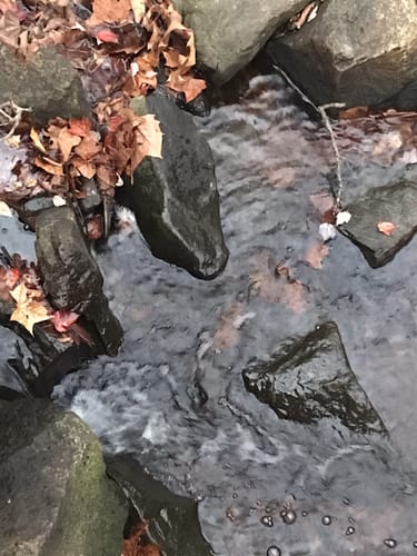 Best Hikes and Trails in Henson Creek Park | AllTrails