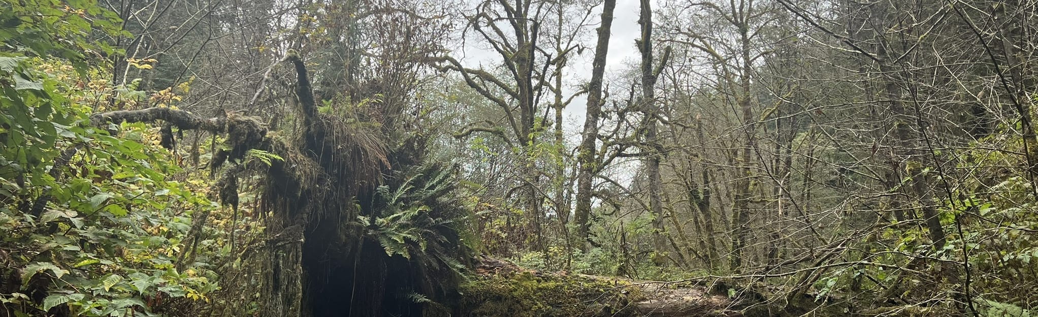 AllTrails | Rock Creek Campground Trail: 11 Reviews, Map - Oregon