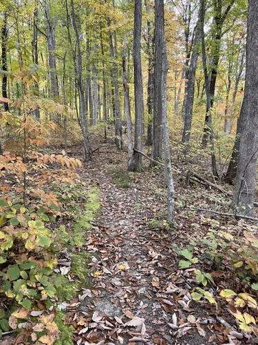 10 Best Hikes and Trails in Kanawha State Forest | AllTrails