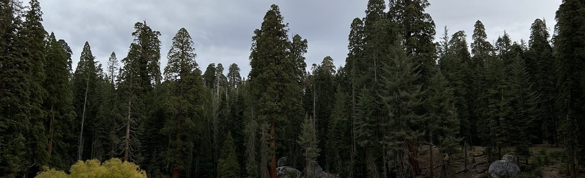 Big Trees Trail, California - 1,462 Reviews, Map | AllTrails