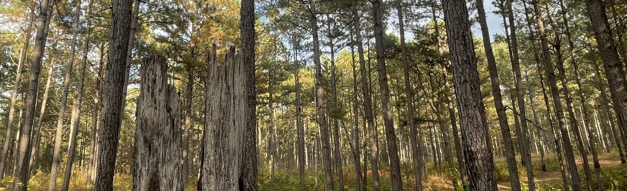 Dauset Trails Equestrian Trail: 23 Reviews, Map - Georgia | AllTrails