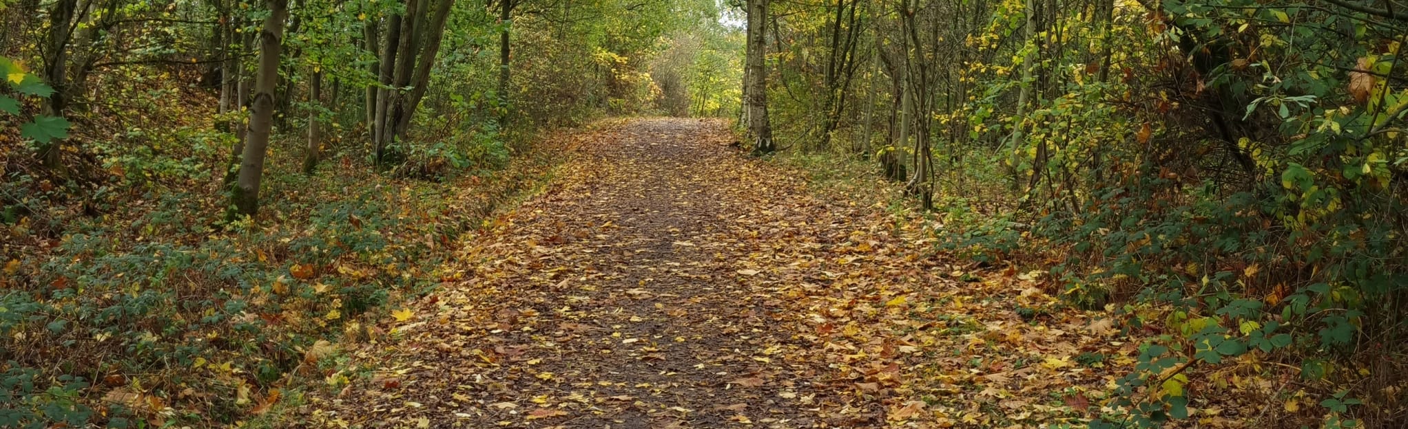 North 5 Pits Trail, Derbyshire, England - 27 Reviews, Map | AllTrails