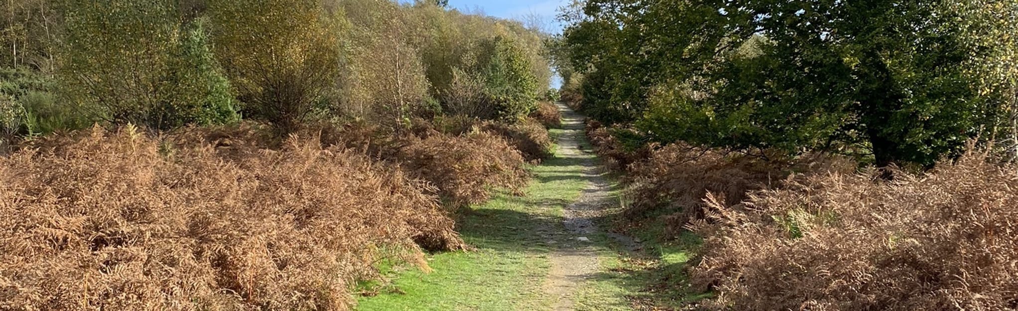 Plymbridge Woods: 22 Reviews, Map - Devon, England | AllTrails