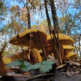 Redden State Forest Loop, Delaware - 368 Reviews, Map | AllTrails