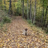 Upper Guild Trail, Tennessee - 481 Reviews, Map | AllTrails