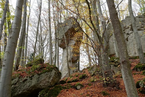 Plech: as melhores trilhas de flores silvestres em 2023 | AllTrails