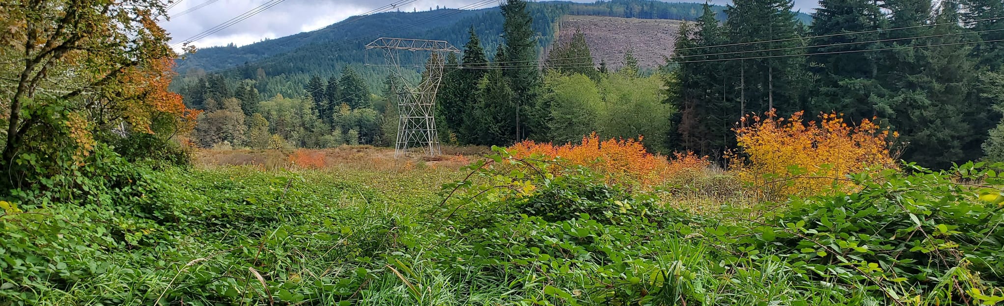 Tiger Middle Summit: 87 Reviews, Map - Washington | AllTrails