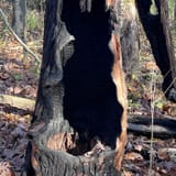 Kickapoo State Park Trail, Illinois - 117 Reviews, Map | AllTrails