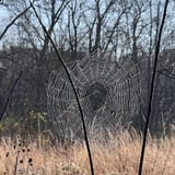 Kickapoo State Park Trail, Illinois - 117 Reviews, Map | AllTrails