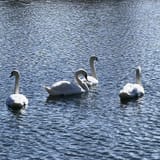 Kickapoo State Park Trail, Illinois - 117 Reviews, Map | AllTrails