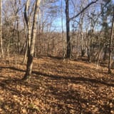 Berry Pond Trail, Massachusetts - 70 Reviews, Map | AllTrails