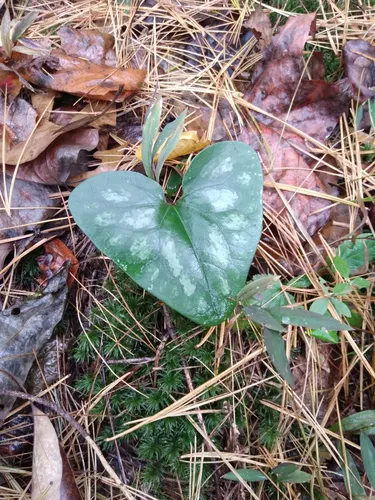 Best Hikes and Trails in Tuttle Educational State Forest | AllTrails