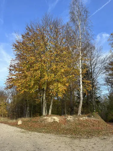 Best Dogs On Leash Trails in Store Dyrehave | AllTrails