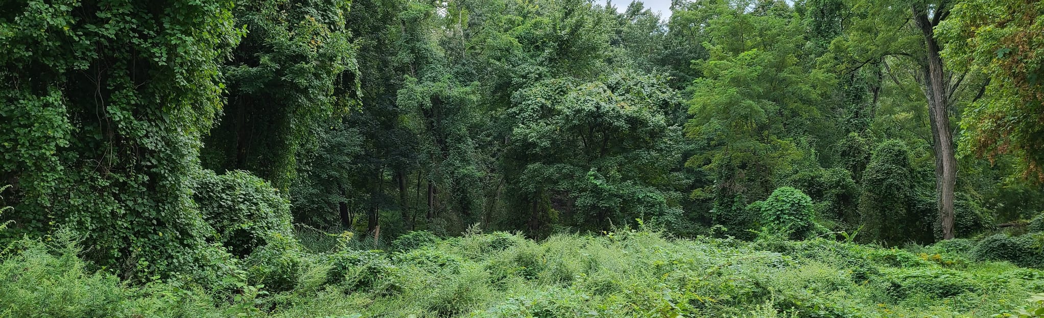 Montrose Park Red Trail: 5 Reviews, Map - New York | AllTrails