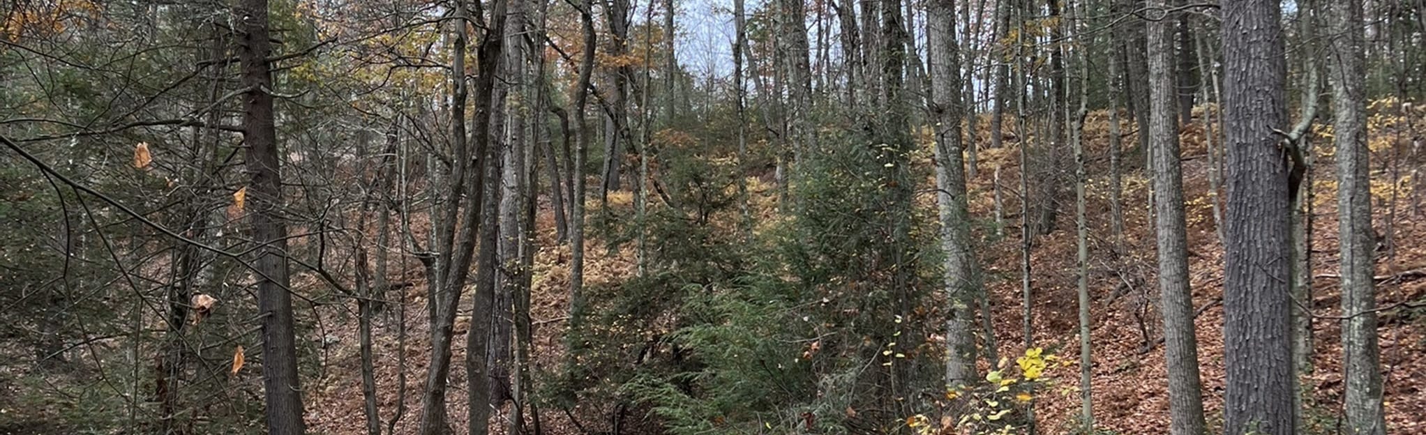 Rocky Corner Trail: 5 Reviews, Map - Pennsylvania | AllTrails