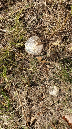 Best Hikes and Trails in Scrivner Road Conservation Area | AllTrails