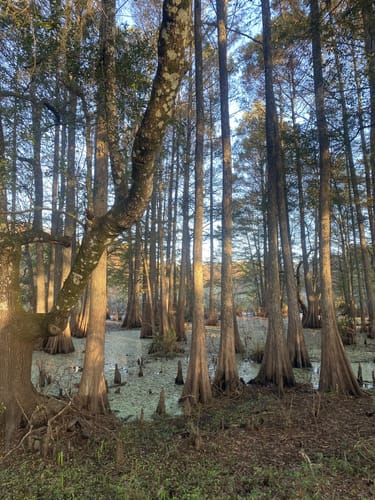 Best Hikes and Trails in Cypress Lakes Preserve | AllTrails
