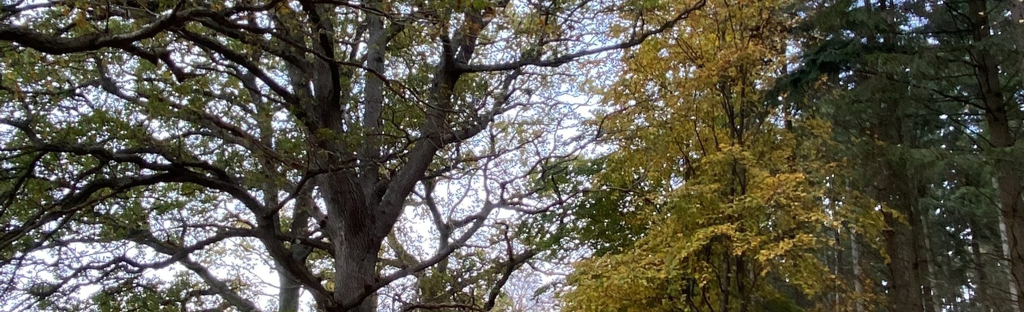 Lystrup Skov - Naturlegeplads : 13 Photos - Hovedstaden, Danemark ...