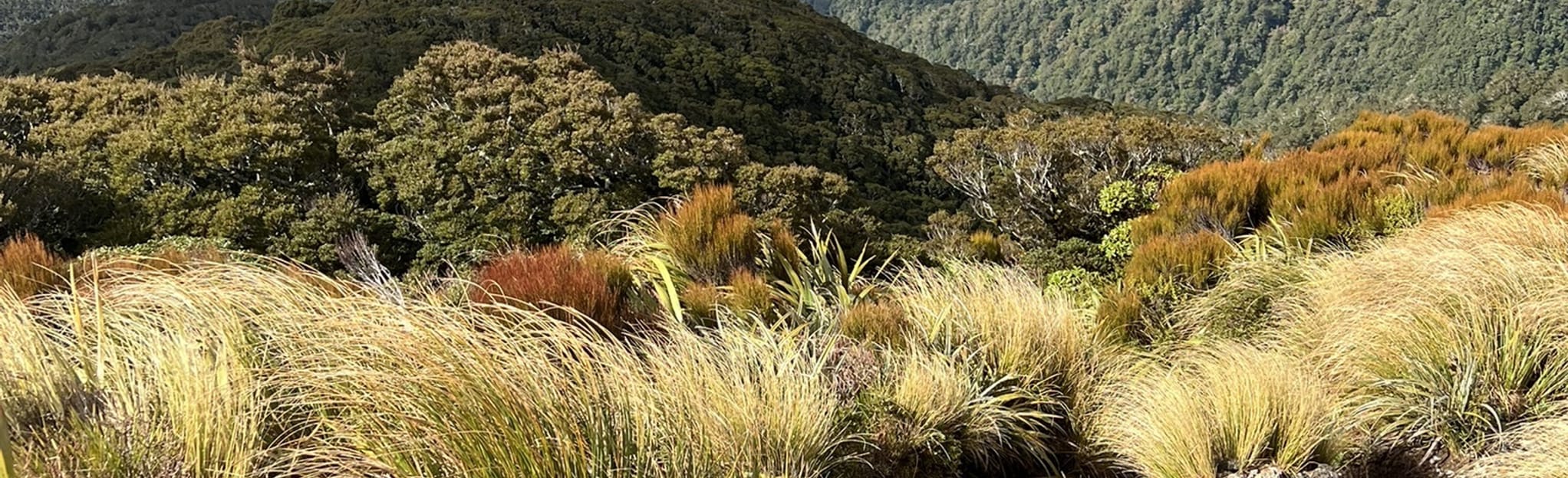 Powell Hut to Holdsworth Carpark: 97 foto - Wellington, Nuova Zelanda ...