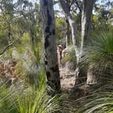 Mount Larcom Walking Trail, Queensland, Australia - 201 Reviews, Map ...
