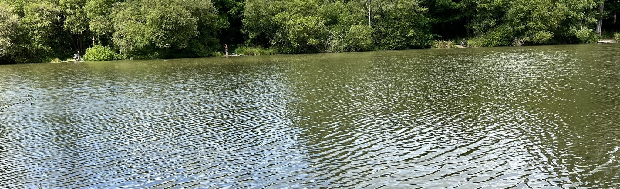 Alice Holt Forest Circular: 56 Reviews, Map - Surrey, England | AllTrails