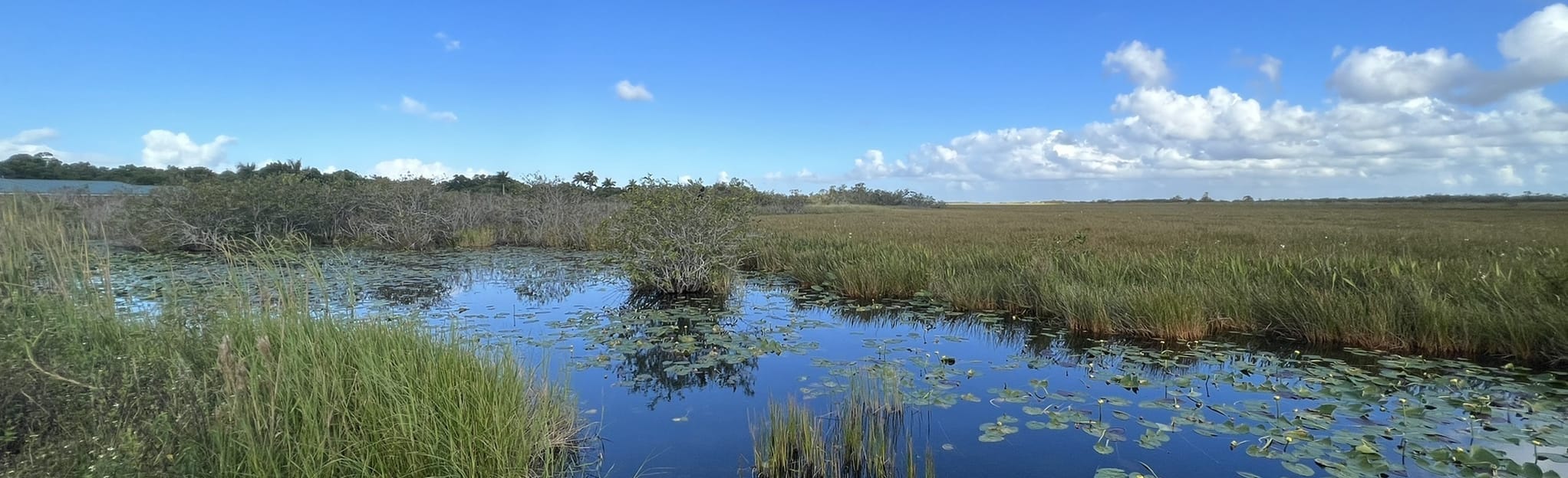 Anhinga Trail, Florida - 1,496 Reviews, Map | AllTrails