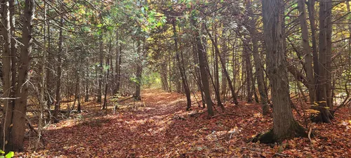Best Hikes and Trails in Limerick Forest North | AllTrails