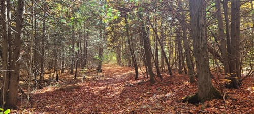 Best Hikes and Trails in Limerick Forest North | AllTrails