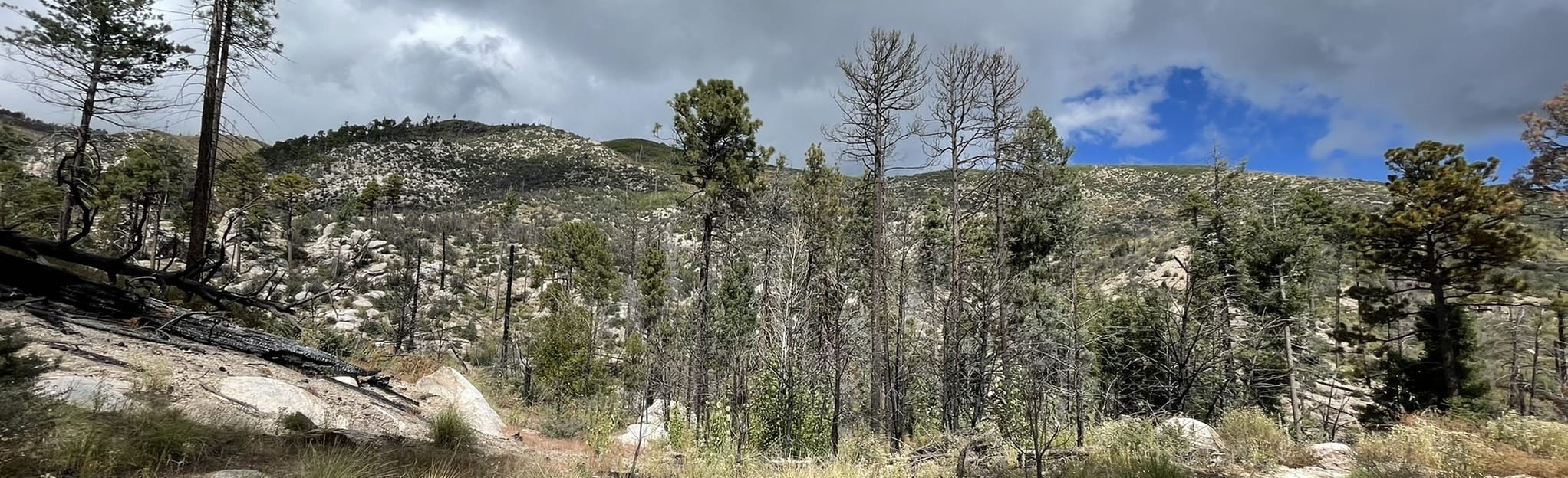 Marshall Gulch Trail, Arizona - 737 Reviews, Map | AllTrails