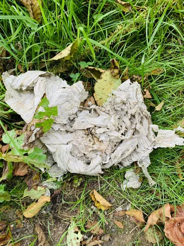 Best Hikes and Trails in Hoko River / Cowan Ranch State Park | AllTrails