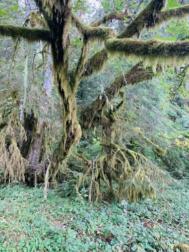 Best Hikes and Trails in Hoko River / Cowan Ranch State Park | AllTrails