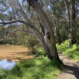 Galatea Point & Dights Falls Loop, Victoria, Australia - 259 Reviews ...
