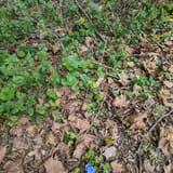 Virginius Island Trail, West Virginia - 203 Reviews, Map | AllTrails