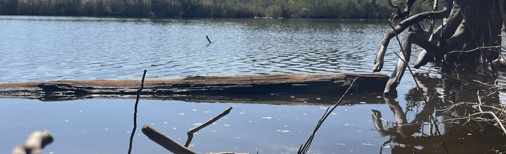 Great Bridge Battlefield and Waterways Park Loop - Virginia | AllTrails