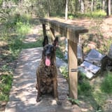 Ratcliff Lake Trail, Texas - 242 Reviews, Map | AllTrails