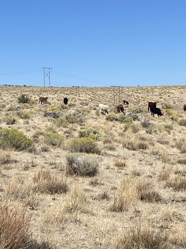 Best Hikes and Trails in Ballardini Open Space | AllTrails