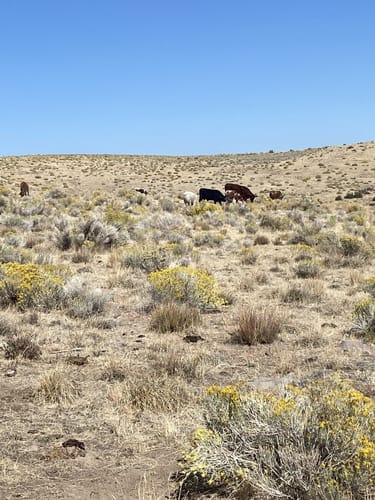 Best Hikes and Trails in Ballardini Open Space | AllTrails